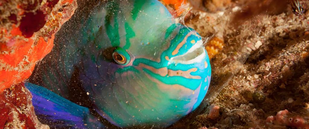 Dive into the marine life of the Dominican Republic