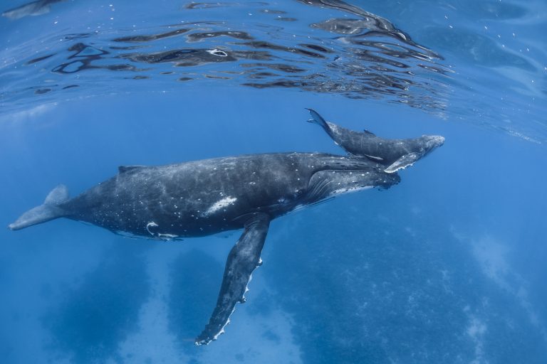 Discover five animals that can be in the Dominican Republic