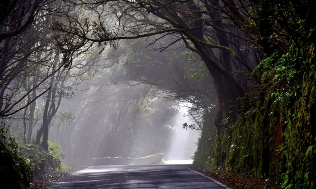Discover Los Tilos, the heart of the laurel forest of La Palma