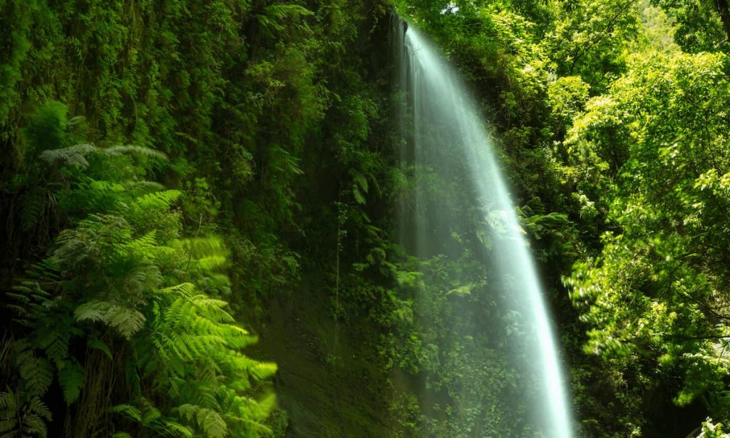 Discover Los Tilos, the heart of the laurel forest of La Palma