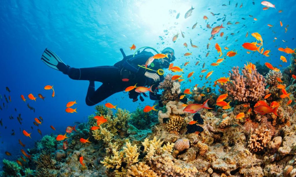 Marine Life of the Riviera Maya