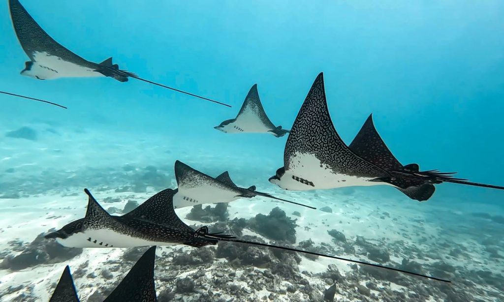 Marine Life of the Riviera Maya