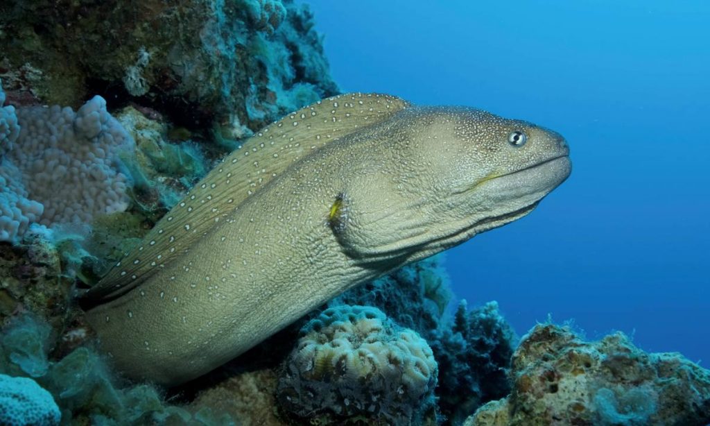 Marine Life of the Riviera Maya