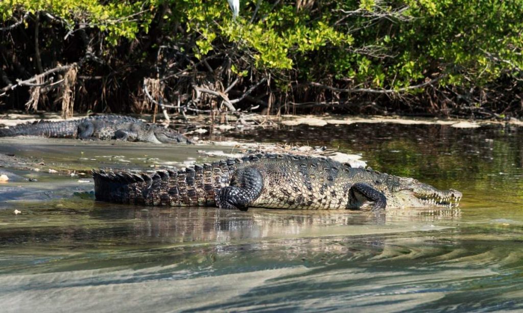 Explora la Biosfera de Sian Ka'an, un paraíso natural