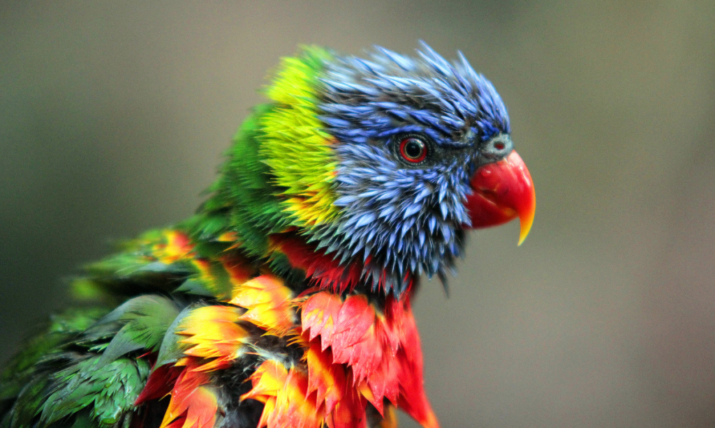 Visit Loro Parque in Tenerife | Princess Hotels & Resorts